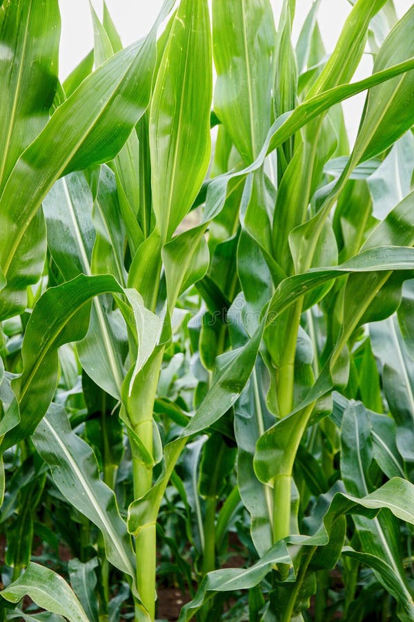 Corn farm field plants stock image. Image of plant, growing - 191050317
