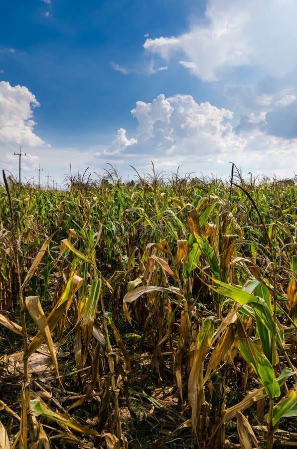 Corn farm field stock photo. Image of rural, season, crop - 34450778