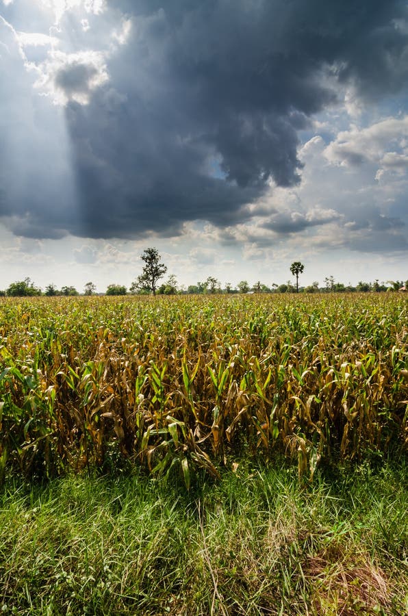 Corn farm field stock photo. Image of crop, corn, field - 34450914