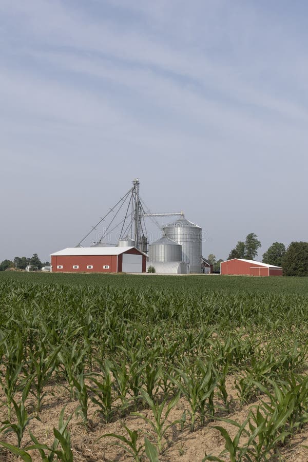 Corn Farm and Corn Grain Processing in the American Midwest. Corn Can ...
