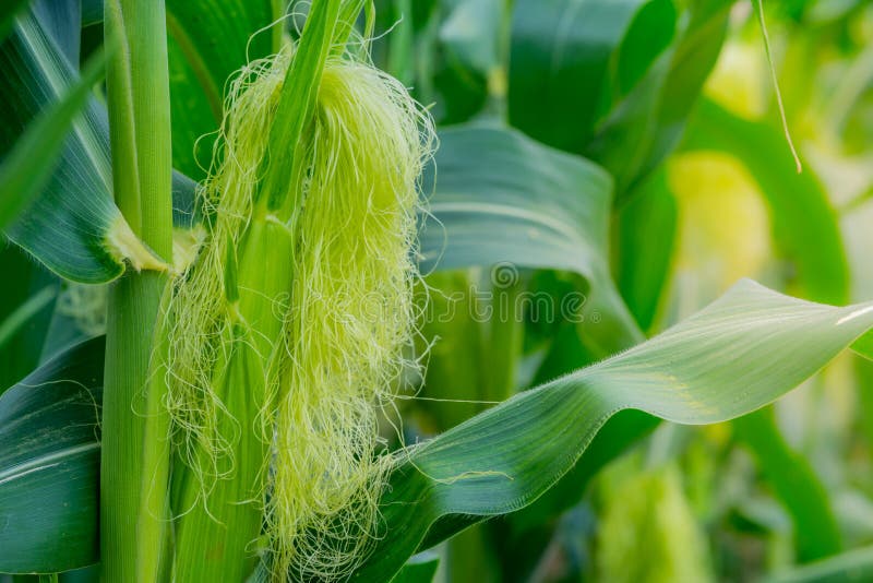 Corn farm before harvest. stock image. Image of agricultural - 120415827