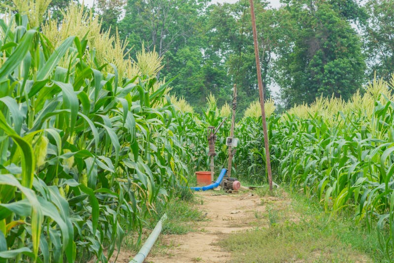 Corn farm before harvest. stock image. Image of farm - 118076871