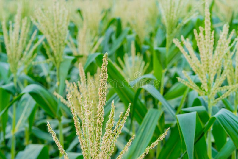 Corn farm before harvest. stock image. Image of green - 119969899
