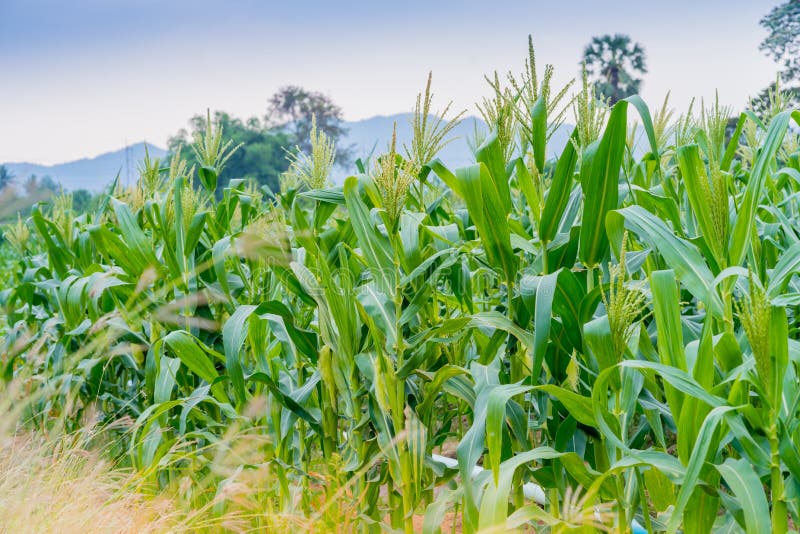 Corn farm before harvest. stock photo. Image of farmland - 118077338
