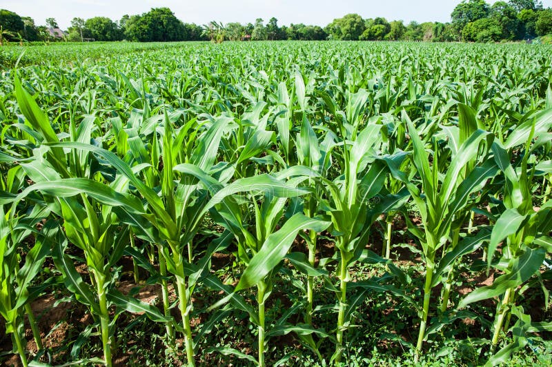 Corn farm stock photo. Image of food, season, beautiful - 31494114
