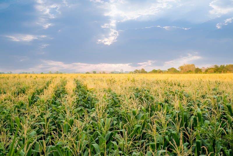 Corn farm. stock photo. Image of blue, farm, background - 69984338