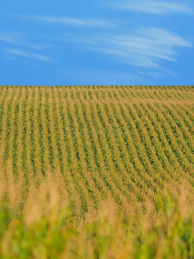 Corn on a Farm in the Midwest Stock Photo - Image of field, cornfield ...