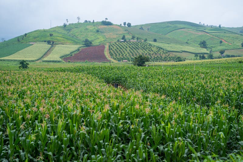 Corn farm on the mountain stock image. Image of atomizer - 160154035