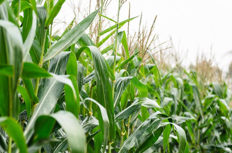 Corn farm stock photo. Image of summer, crop, vegetable - 31166646