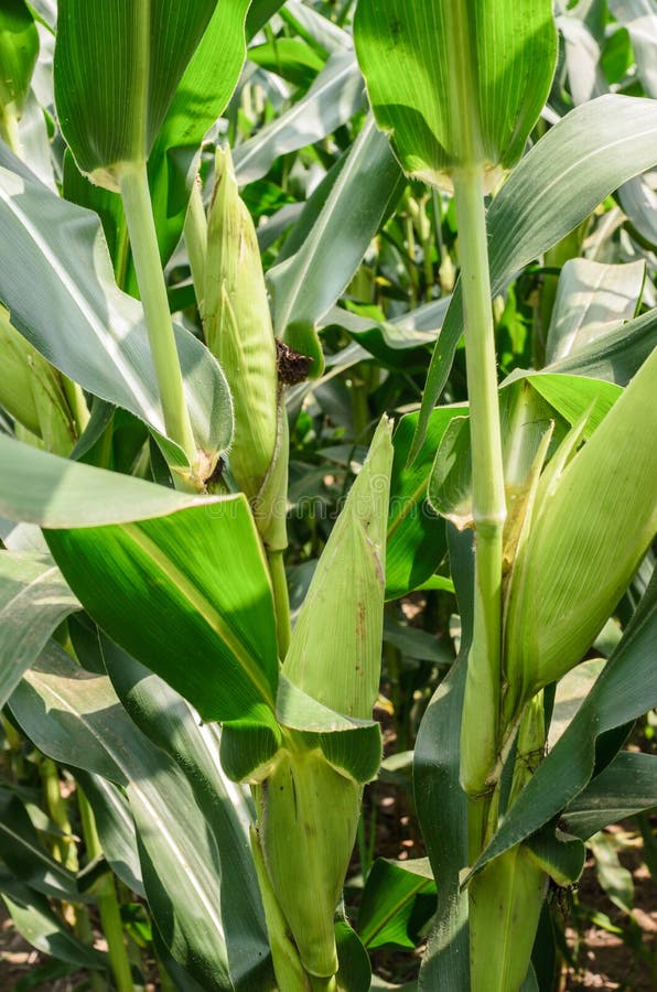 Corn farm stock photo. Image of vegetable, nature, landscape - 31166842