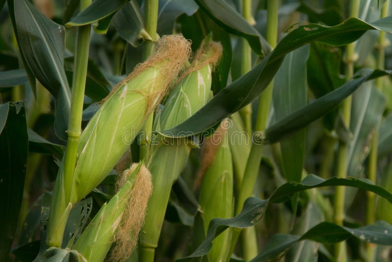 Corn farm stock photo. Image of environment, agriculture - 71442122