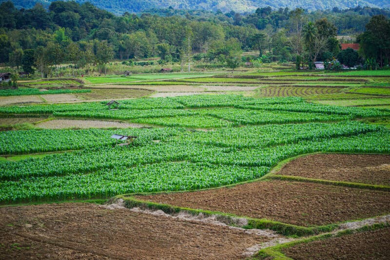 Rice and Corn Farm stock photo. Image of harvest, food - 27769362