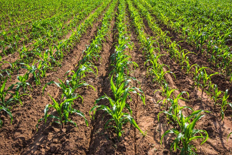 Corn farm stock image. Image of field, tropical, green - 32703577
