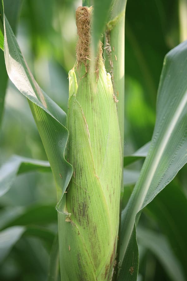 Corn Farm. Corn Field with Corn Flower Blooming Stock Photo - Image of ...
