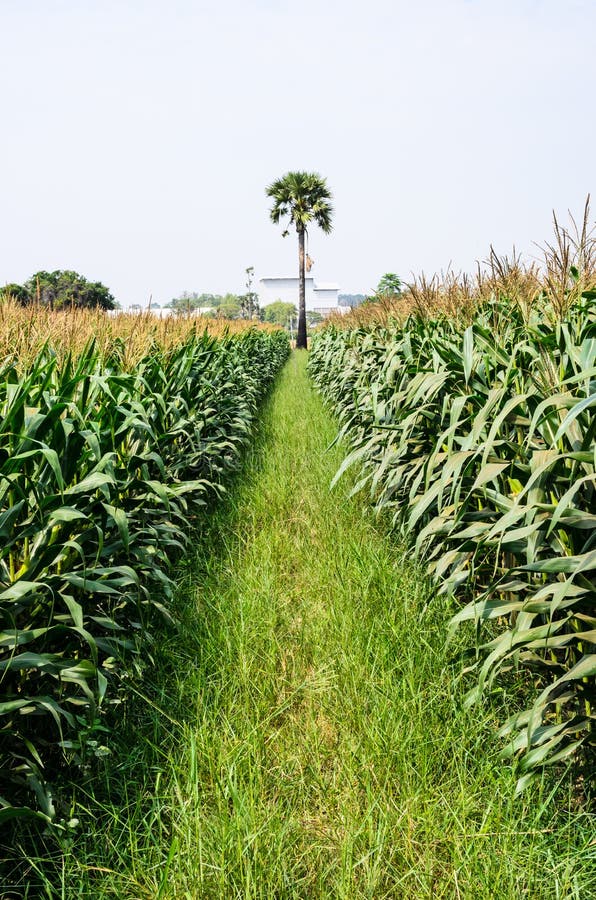Corn farm stock photo. Image of cereal, country, farm - 31167994