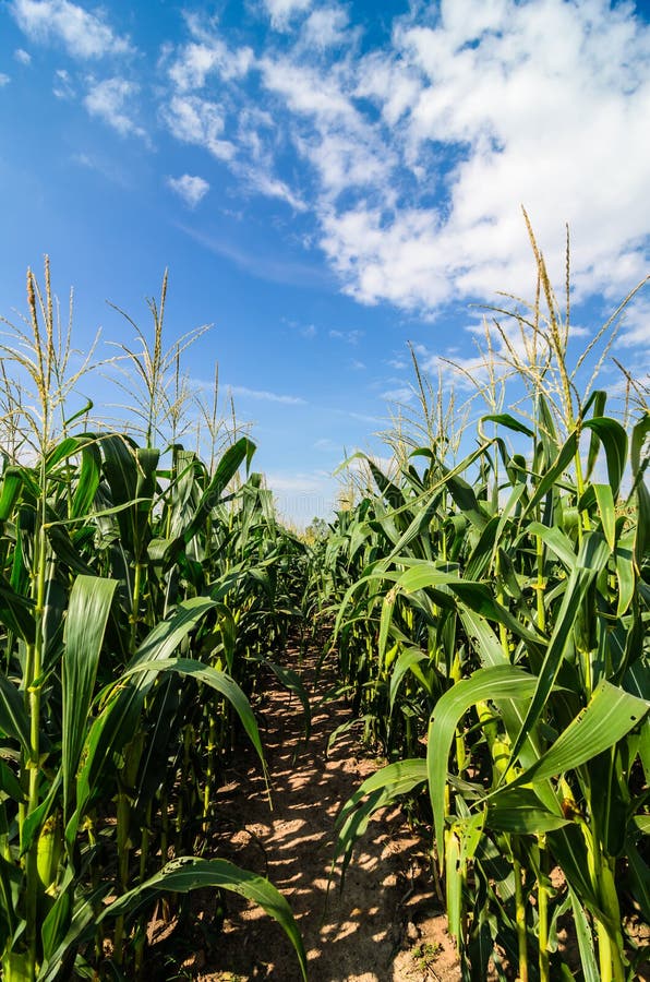 Corn farm stock photo. Image of environment, corn, field - 31299680