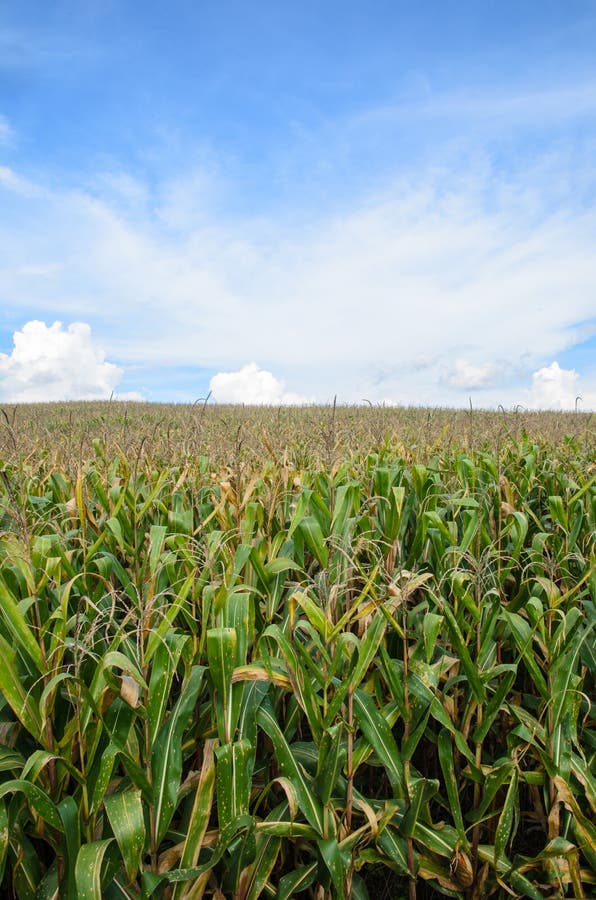 Corn farm with sky stock photo. Image of copy, crop, copyspace - 40725570