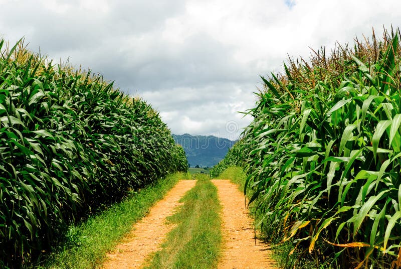 Corn farm in thai stock photo. Image of summer, rural - 33551952