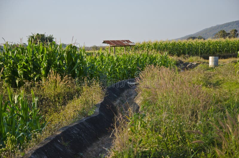 Corn farm thirteen stock photo. Image of growth, green - 66775428