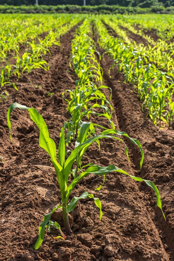 Corn farm stock photo. Image of crop, soil, growth, farmland - 32703512