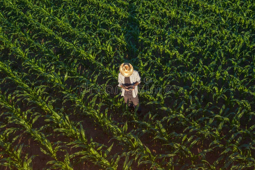 Corn Farmer with Drone Remote Controller in Field Stock Image - Image ...