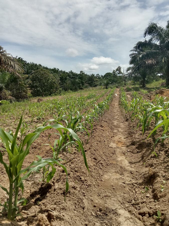 Corn Farmer Plantation on Asian Sloping Land Stock Image - Image of ...
