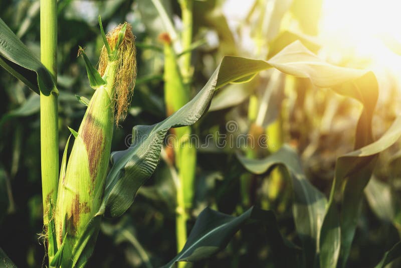 Corn in a Farmer S Field that Grows with Just a Little Sunshine Stock ...