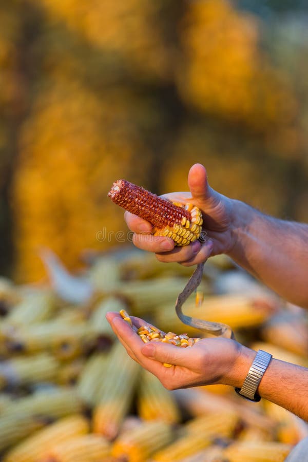 Corn in farmer s hands stock image. Image of golden, closeup - 46208961