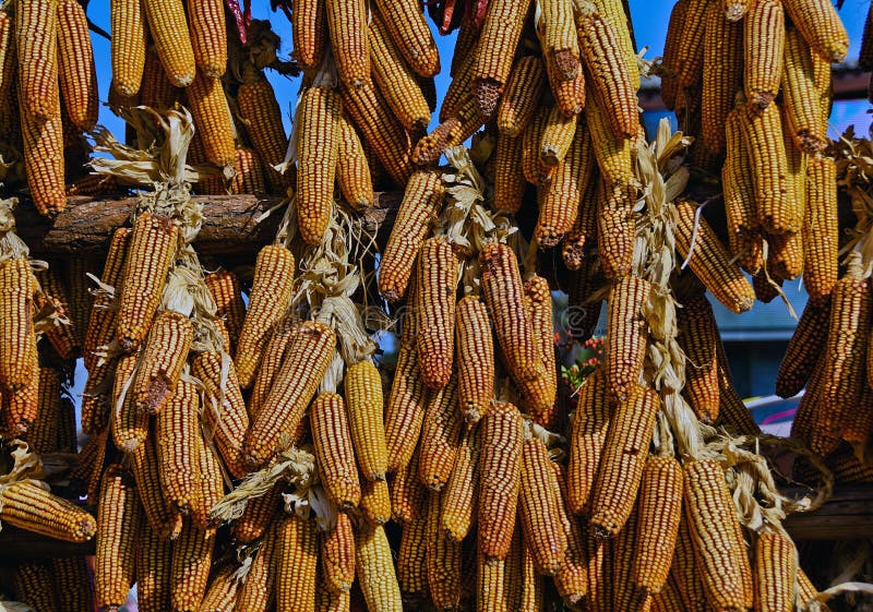 Sun corn stock image. Image of corncob, china, foodstuff - 173081335