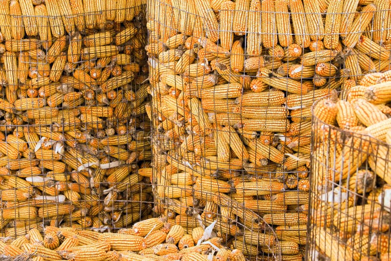 Corn stock photo. Image of fruit, yellow, golden, mature - 35713006