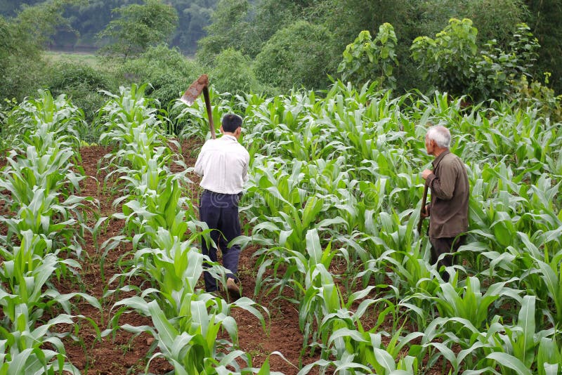 Corn farmers in the stock image. Image of harvest, travel - 9496691