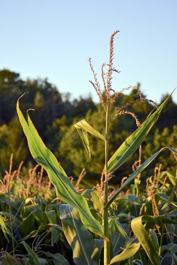 Corn in Farmers Field stock photo. Image of land, trees - 32324772