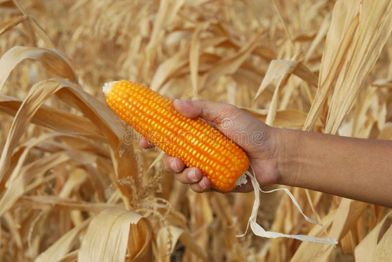 Corn in Farmers Hand stock image. Image of arid, environment - 17436163