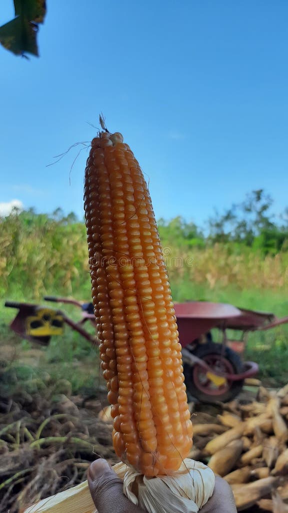 Corn Farmers, Super Corn and Hybrid Corn Stock Photo - Image of plant ...