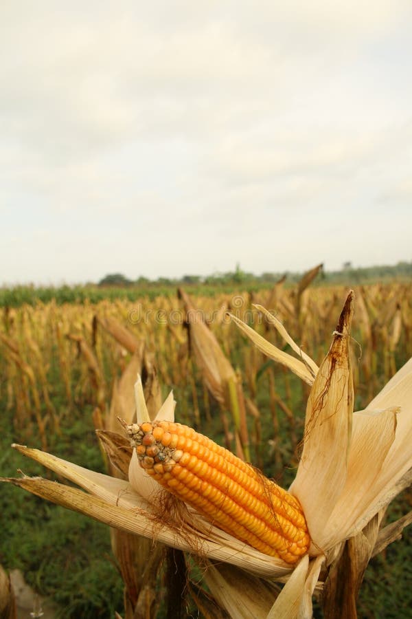 Corn farming stock photo. Image of central, java, global - 9395646