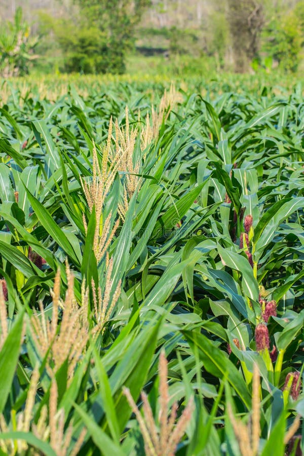 Corn farming agriculture stock image. Image of tree, season - 75712297