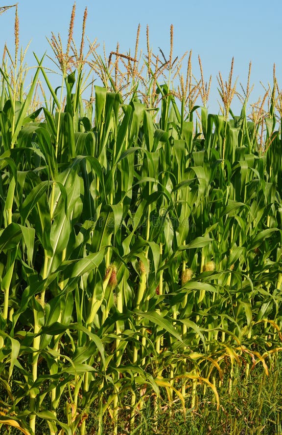 Corn Farming, Maize Cultivation. Growing Maize, Corn on the Farmer ...