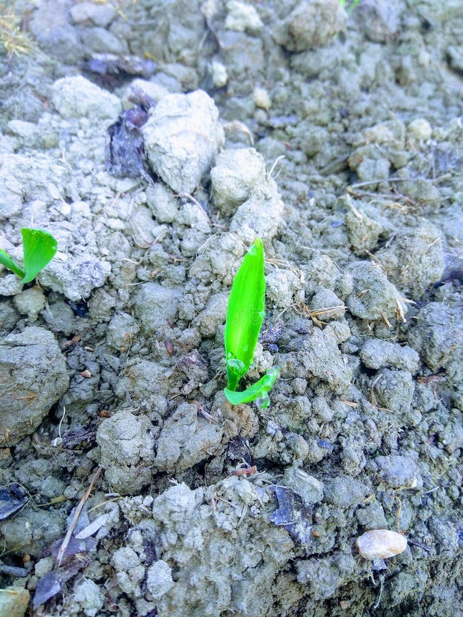 Corn stock image. Image of corn, green, farming, nepal - 119576937