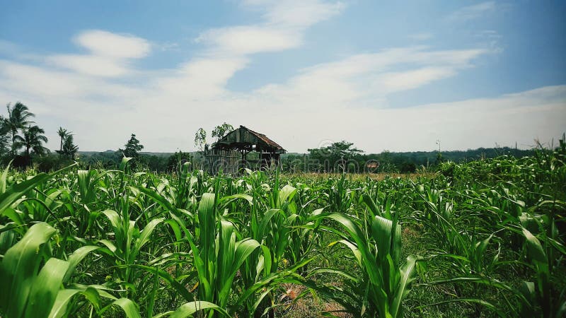 Corn Farming is a Pleasant Thing in the Harvest Stock Image - Image of ...