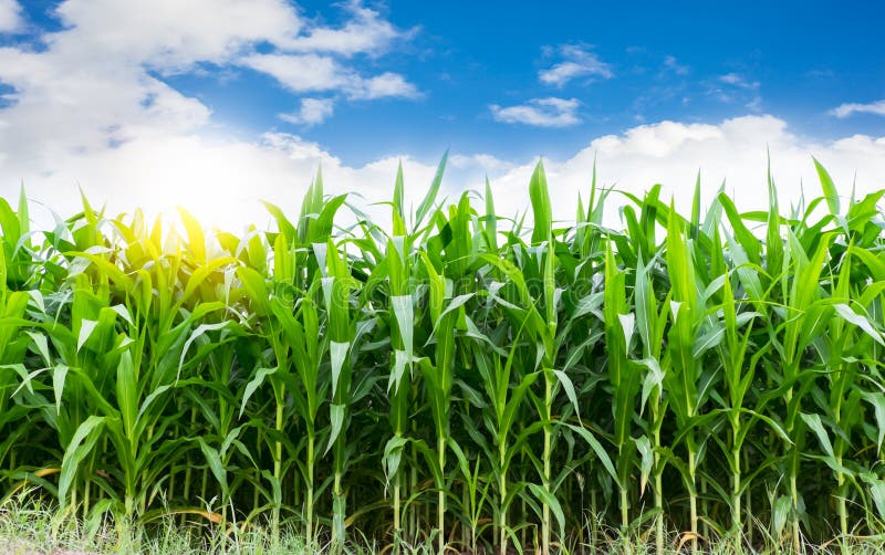 Corn farming stock photo. Image of field, food, corn - 77488638