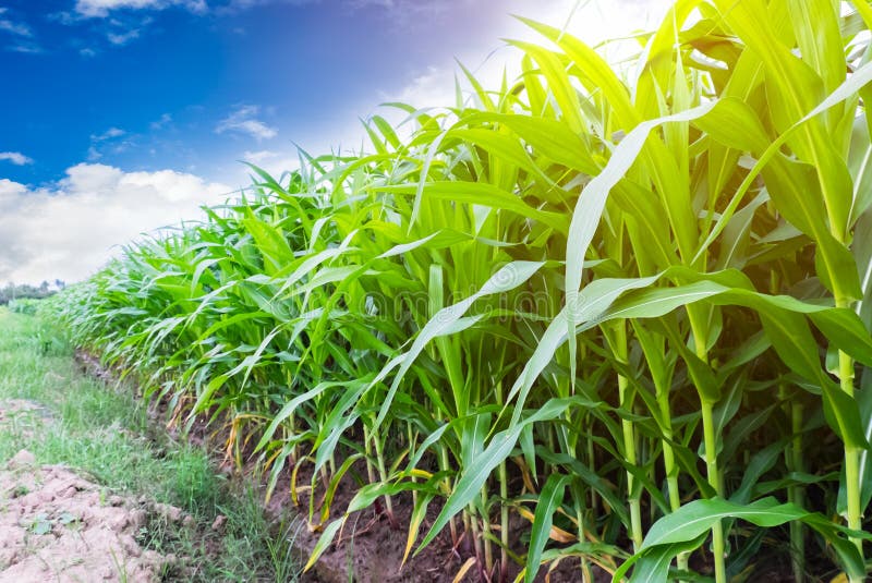 Corn farming stock image. Image of corncob, grain, farming - 77489593