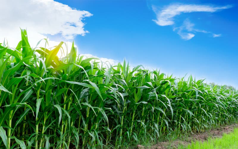 Corn farming stock image. Image of blue, field, agriculture - 82555415
