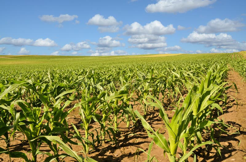 Corn farmland stock photo. Image of agraria, fresh, countryside - 72731624
