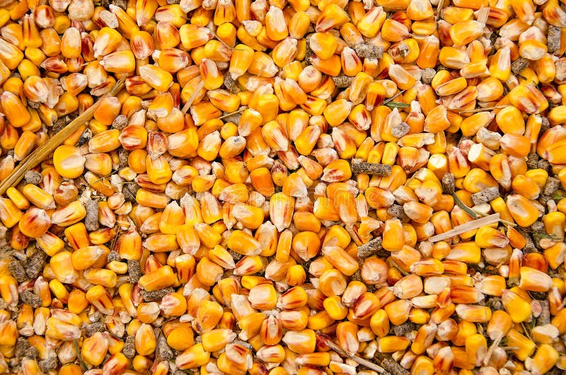 Corn and Feed Pellet Mixture Stock Photo - Image of food, critter ...
