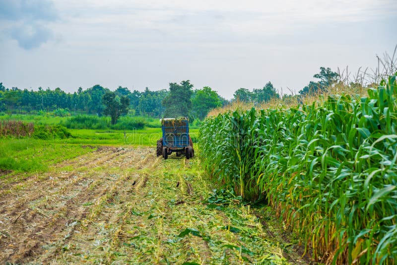Corn Fell in the Field after Harvest Stock Image - Image of beauty ...