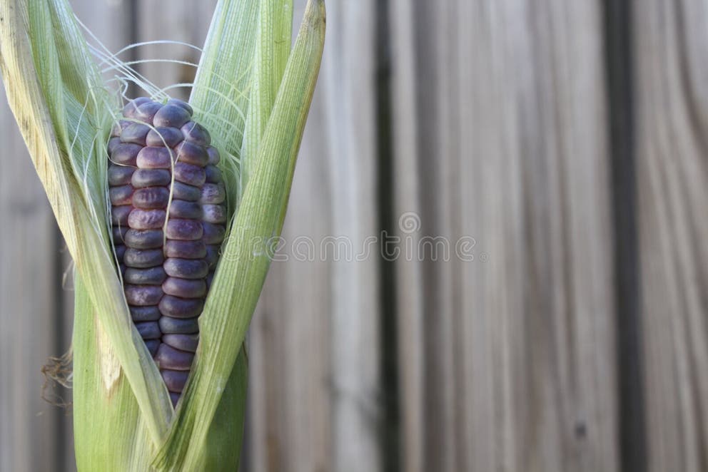 Corn Fence stock photo. Image of organic, green, husk - 45104884
