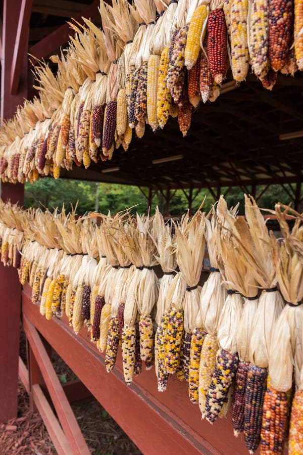 Corn fence stock photo. Image of farm, decorated, fence - 60124978