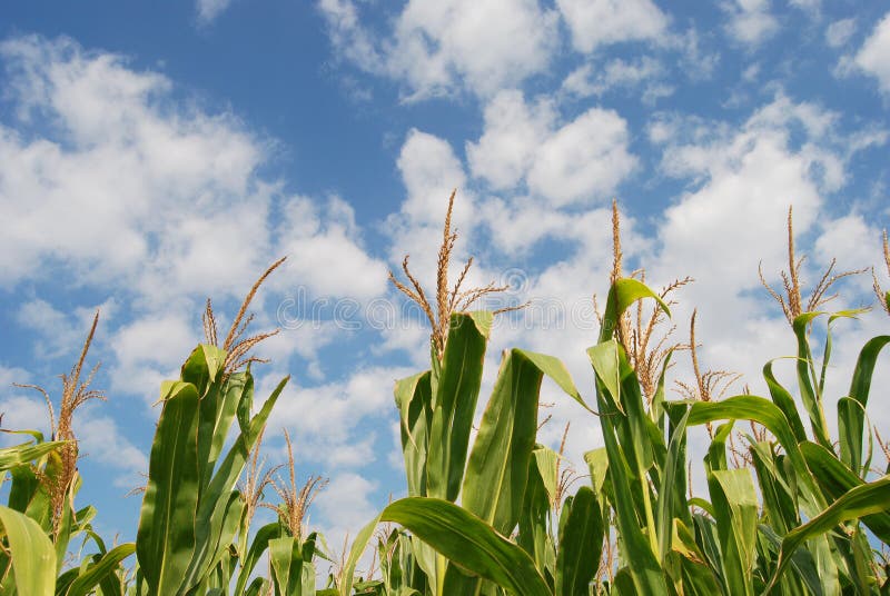 Corn Field in Spring with Watering System Stock Image - Image of nature ...