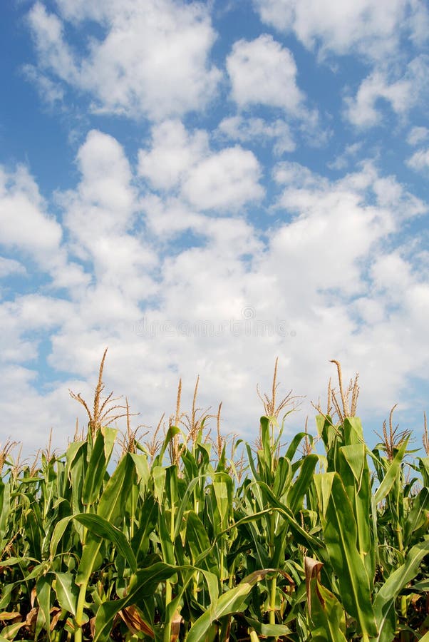 Corn Field stock photo. Image of mature, organic, garden - 27935532