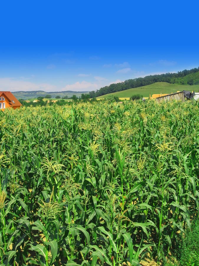 Corn field stock image. Image of flour, green, meal, sunny - 1000663